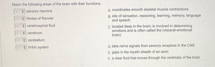 Solved Match the following areas of the brain with their | Chegg.com