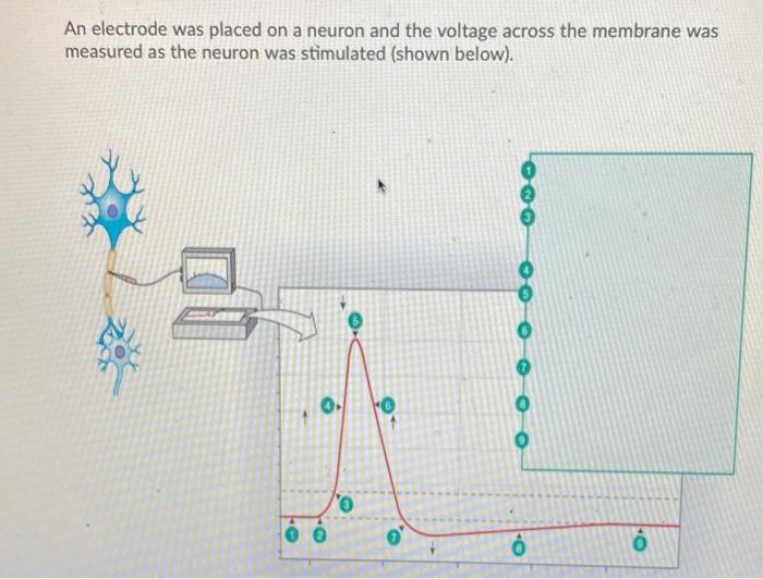 Solved An electrode was placed on a neuron and the voltage | Chegg.com