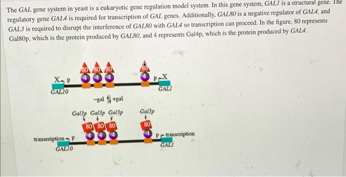 Solved The GAL gene system in yeast is a eukaryotic gene | Chegg.com