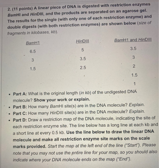 Solved 2. (11 points) A linear piece of DNA is digested with | Chegg.com