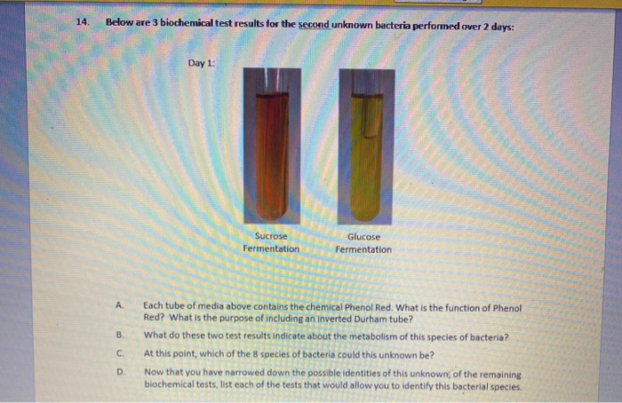 Solved Below are 3 biochemical test results for the second | Chegg.com