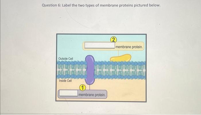 Solved Question 6: Label the two types of membrane proteins | Chegg.com