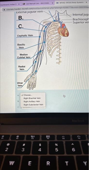 Solved Home > My courses ⇒ BSC2086L APII F22 ∣ BSC | Chegg.com