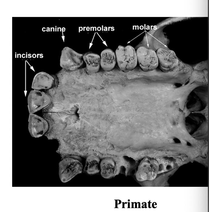 Primates show a consistent trend to reduce this | Chegg.com