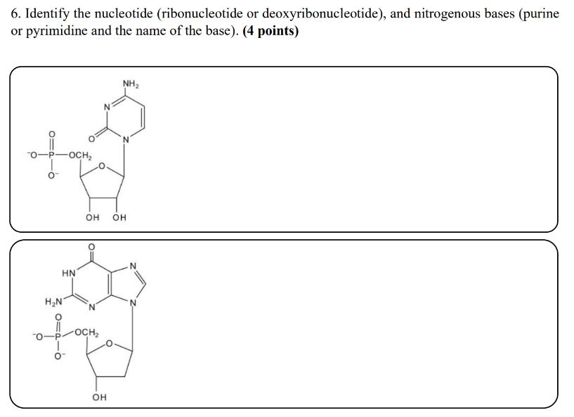 Solved Identify the nucleotide (ribonucleotide or | Chegg.com