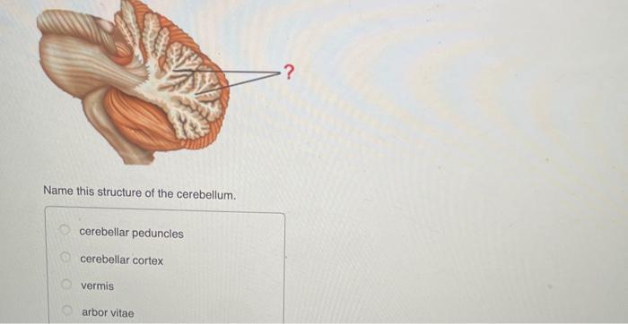 Solved Name this structure of the cerebellum. cerebellar | Chegg.com