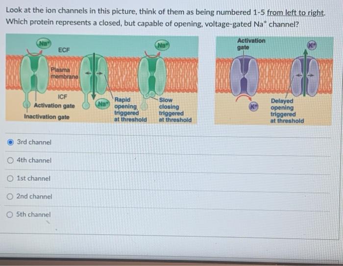 Solved Look at the ion channels in this picture, think of | Chegg.com