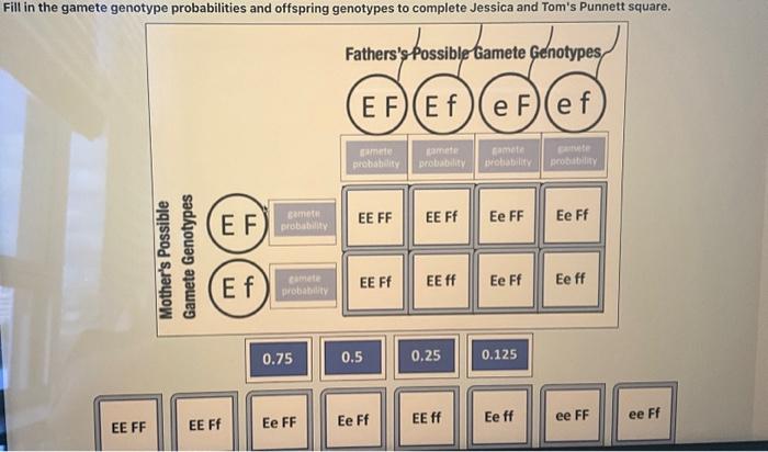 Solved Fill in the gamete genotype probabilities and | Chegg.com