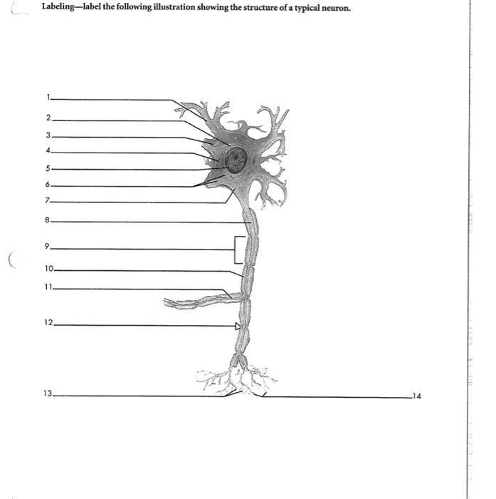 Solved Labeling-label the following illustration showing the | Chegg.com