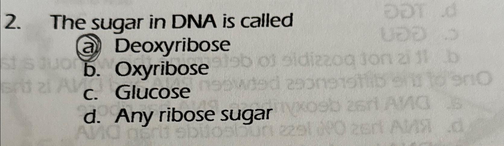Solved The sugar in DNA is called(a) ﻿Deoxyriboseb. | Chegg.com
