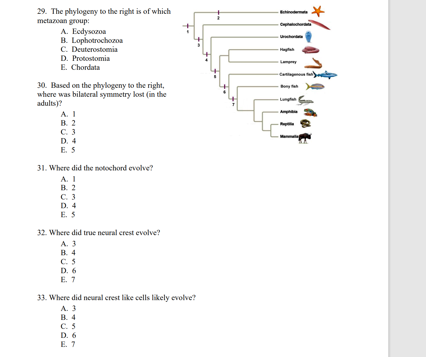 Solved Based on the phylogeny to the right,where was | Chegg.com