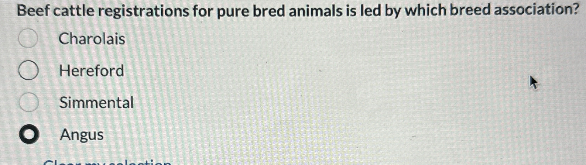 Solved Beef cattle registrations for pure bred animals is | Chegg.com