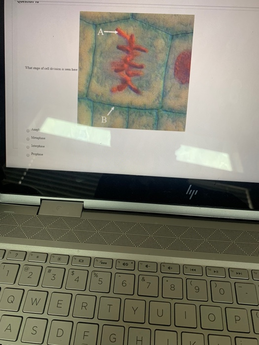 Solved VIETU A- What stage of disse bere B Proplane lie ? a | Chegg.com