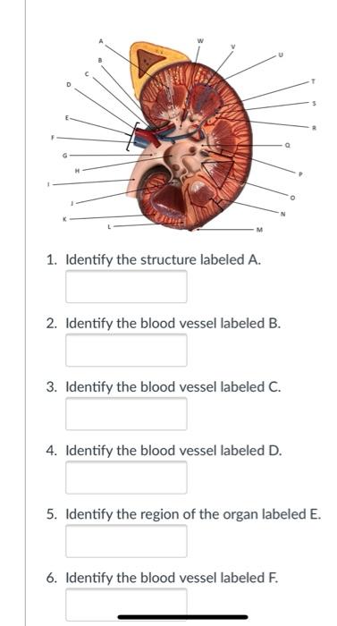 Solved 1. Identify the structure labeled A. 2. Identify the | Chegg.com