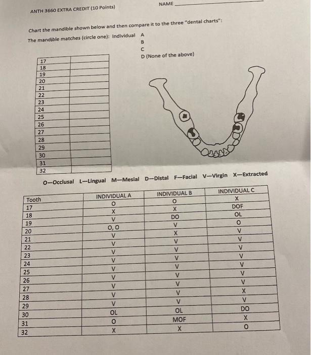 Chart the mandible shown below and then compare it to | Chegg.com