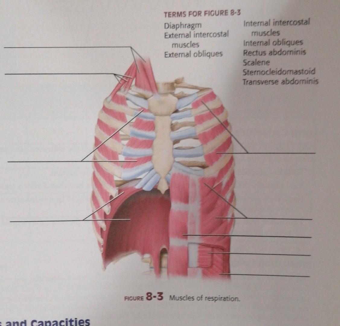 Solved TERMS FOR FIGURE 8-3 Diaphragm Internal intercostal | Chegg.com