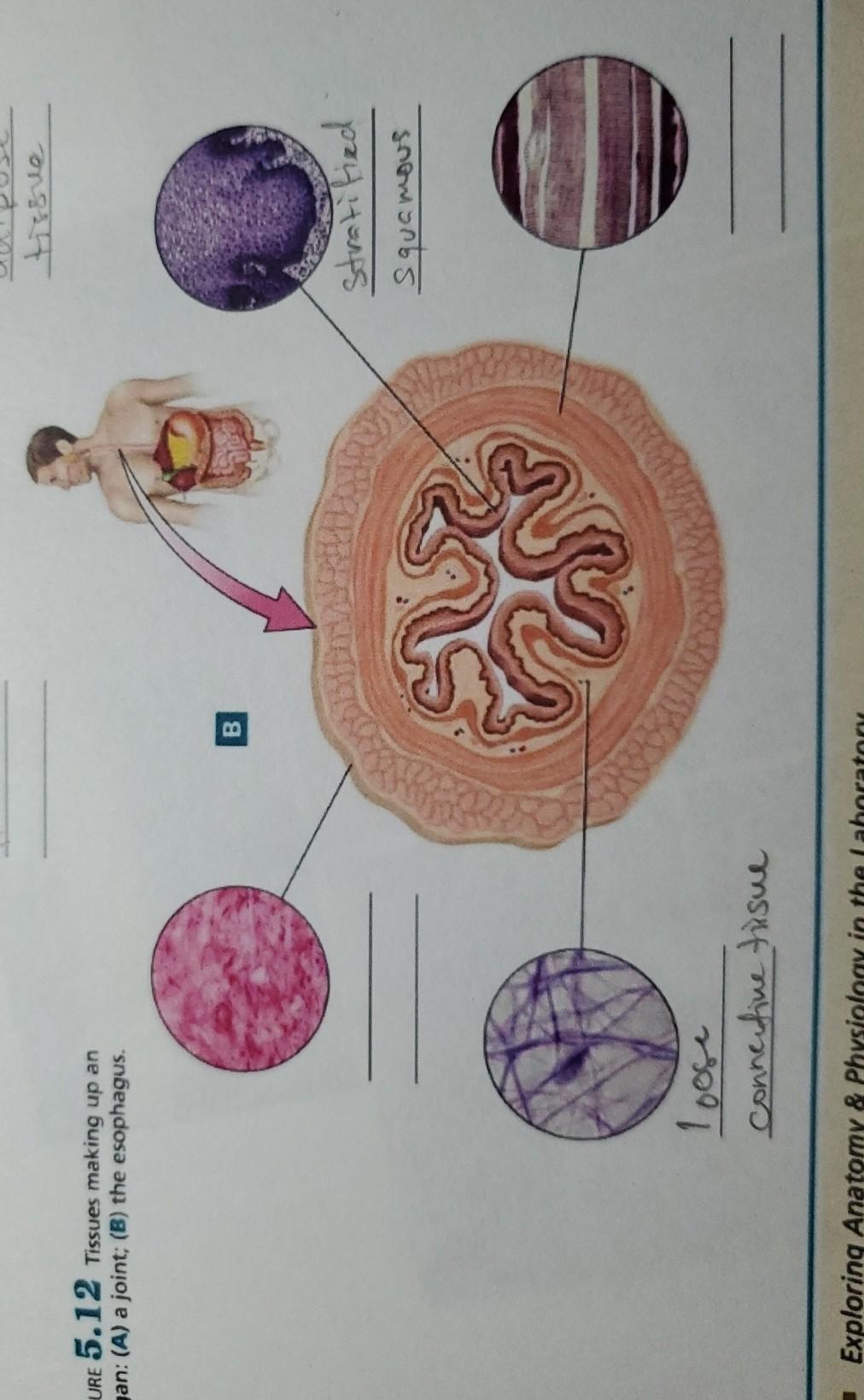 Solved tissue URE 5.12 Tissues making up an pan: (A) a | Chegg.com