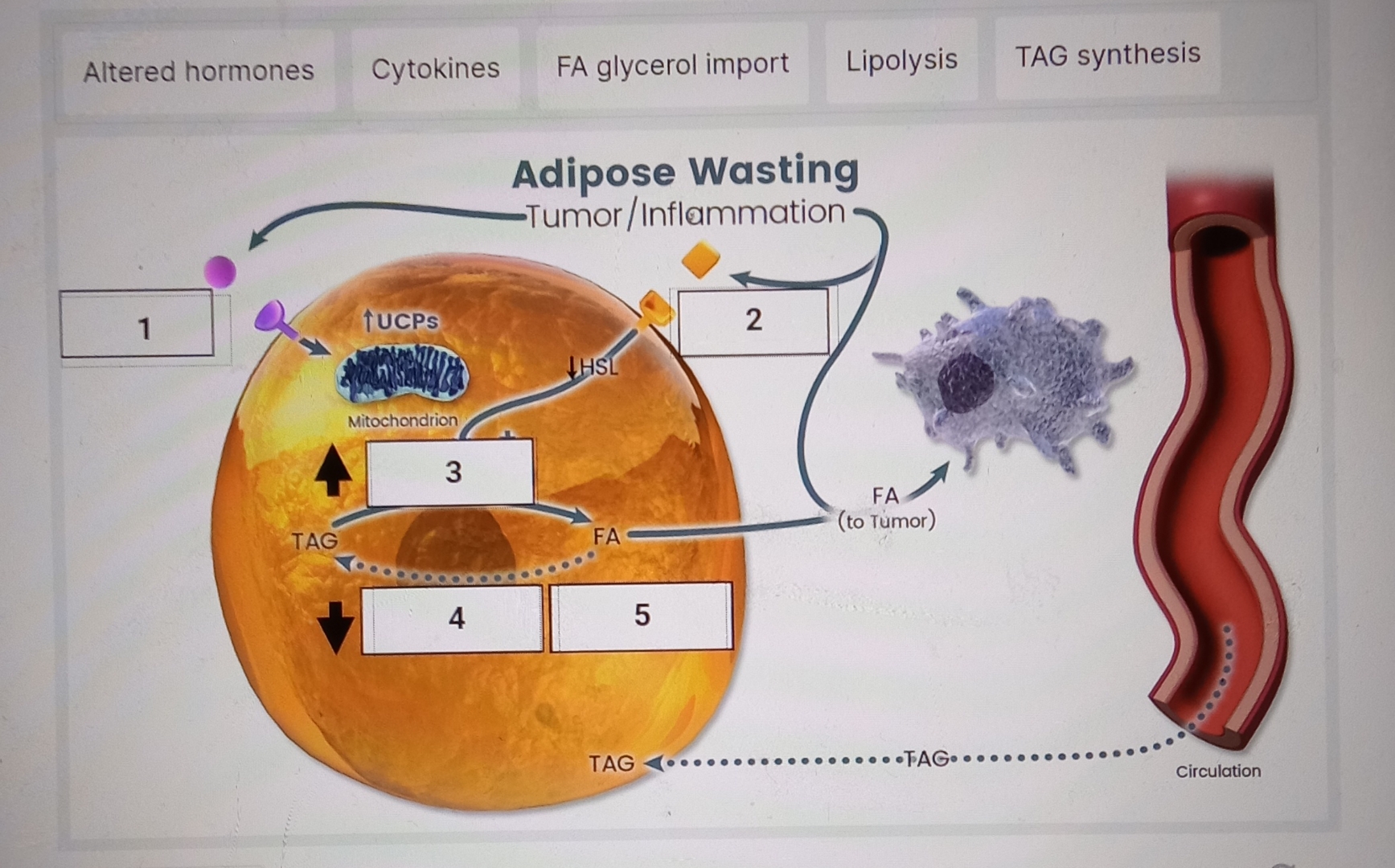 Solved Altered hormonesCytokinesFA glycerol | Chegg.com