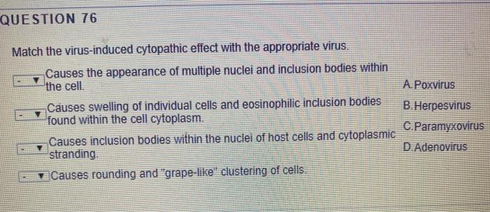 Solved QUESTION 76 Match the virus-induced cytopathic effect | Chegg.com