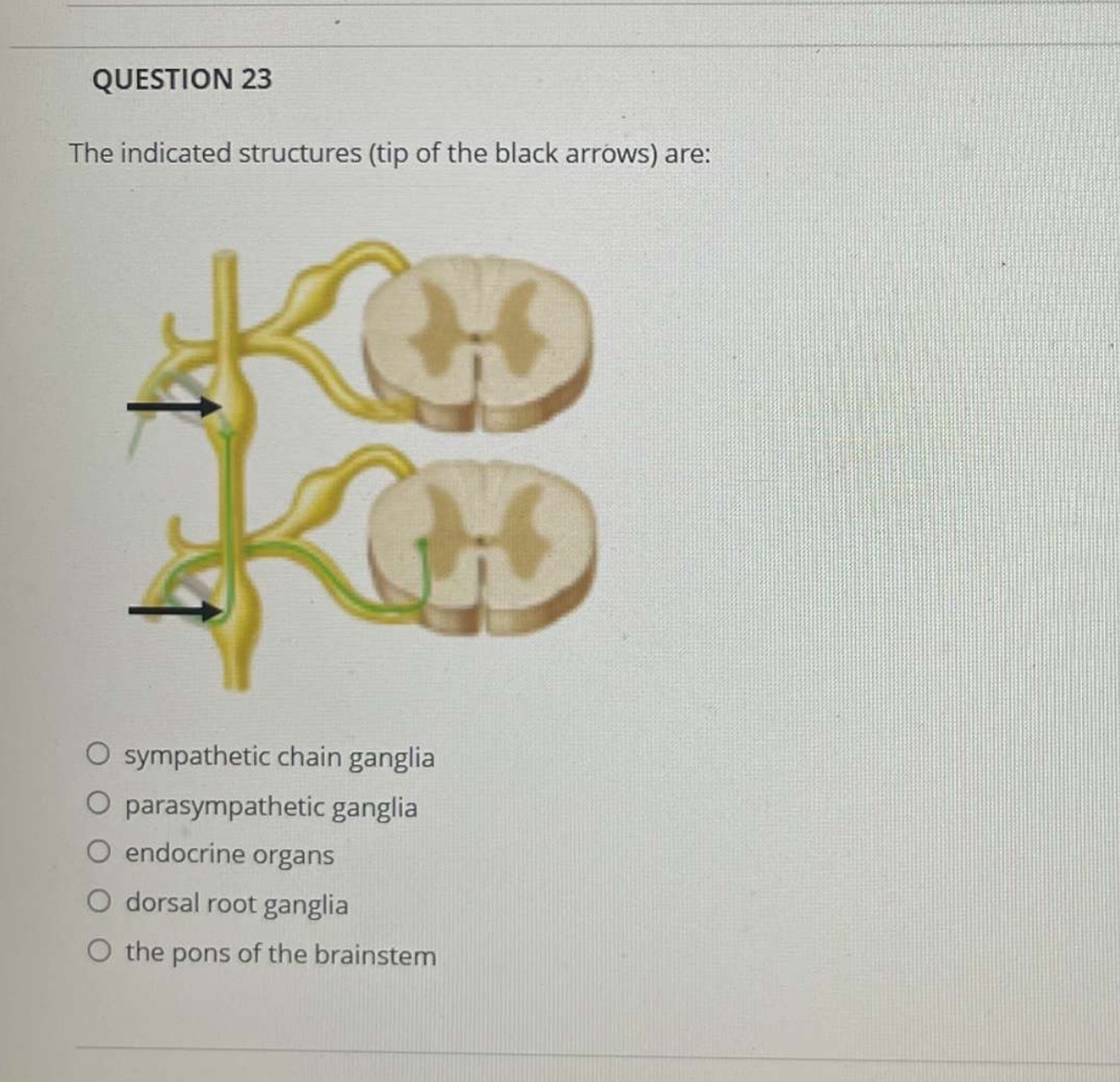 Solved QUESTION 23The indicated structures (tip of the black | Chegg.com