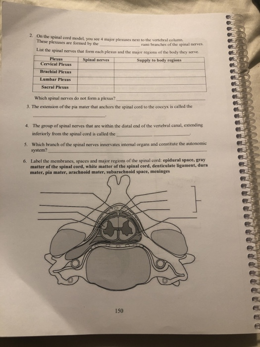 Solved 2. On the spinal cord model you 4 major plexuses next | Chegg.com