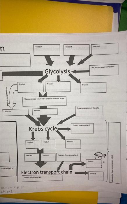Solved cellular Respiration Fermentation Léllular | Chegg.com Solved cellular Respiration Fermentation Léllular | Chegg.com