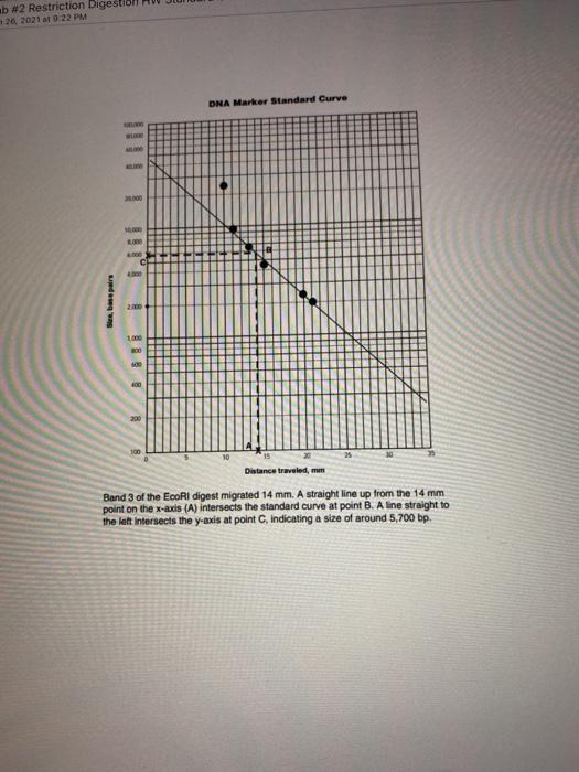 Solved Base pair (size) determination based on standard | Chegg.com