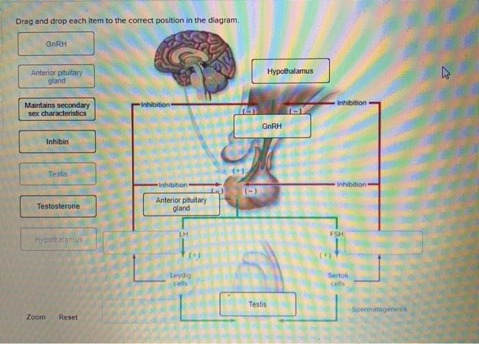 Solved Drag and drop each item to the correct position in | Chegg.com