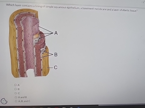 Solved Which layer contains a lining of simple squamous | Chegg.com