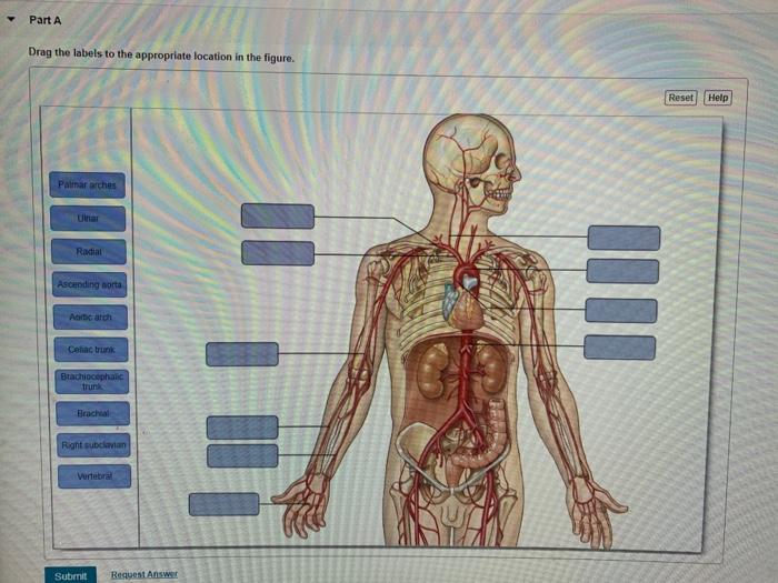 Solved Part A Drag the labels to the appropriate location in | Chegg.com