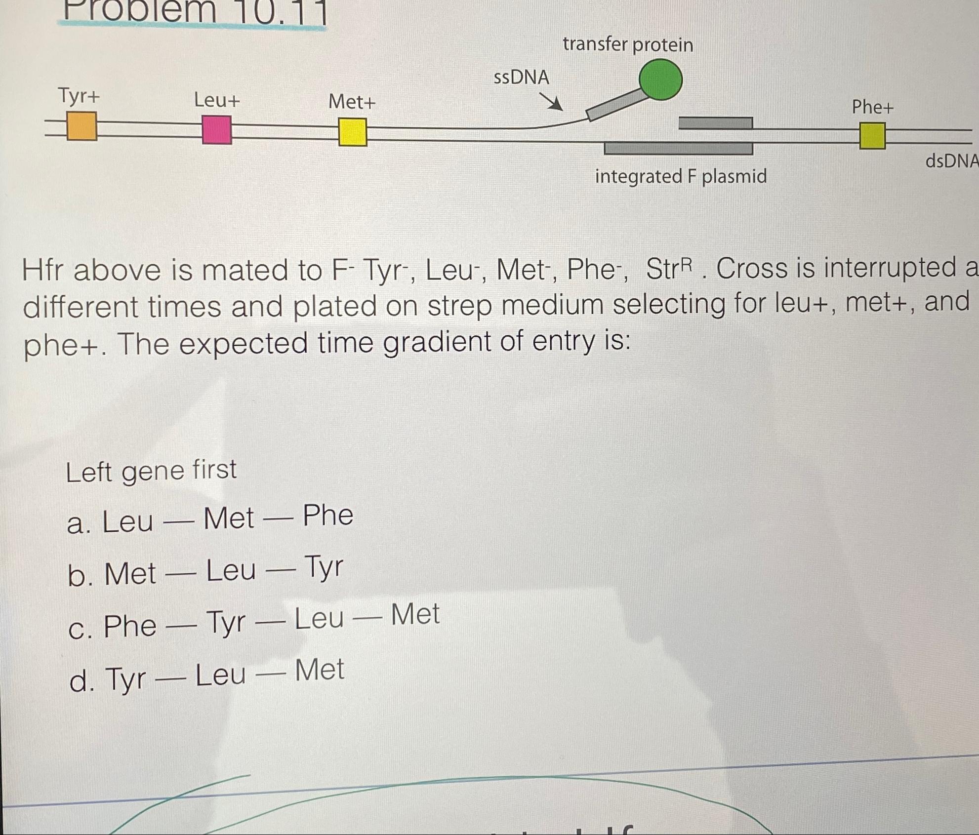 Solved Hfr above is mated to F- ﻿Tyr-, ﻿Leu-, ﻿Met-, ﻿Phe-, | Chegg.com