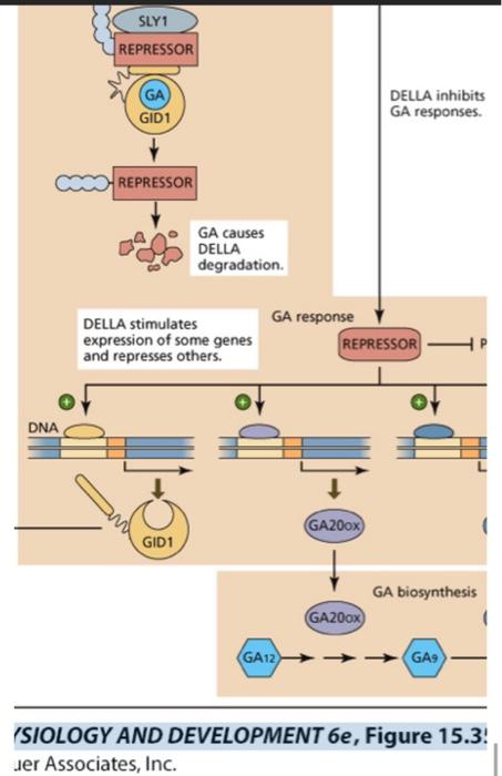 Given the following pathway, how would each of the | Chegg.com