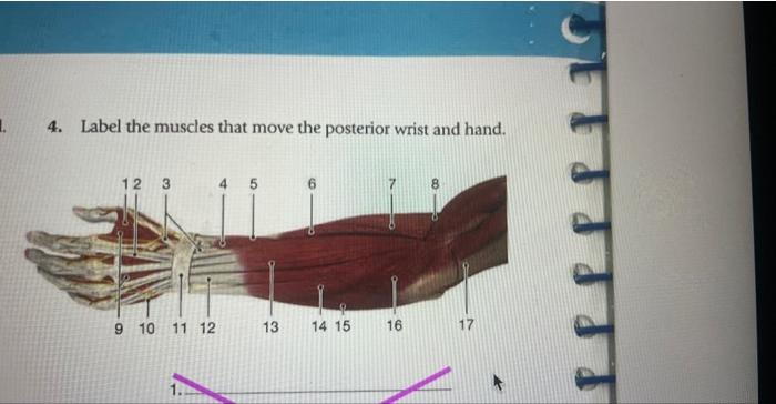 Solved 4. Label the muscles that move the posterior wrist | Chegg.com