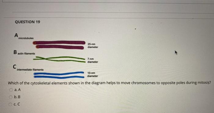 Solved QUESTION 19 A microtubules 25-nm diameter B Actin | Chegg.com