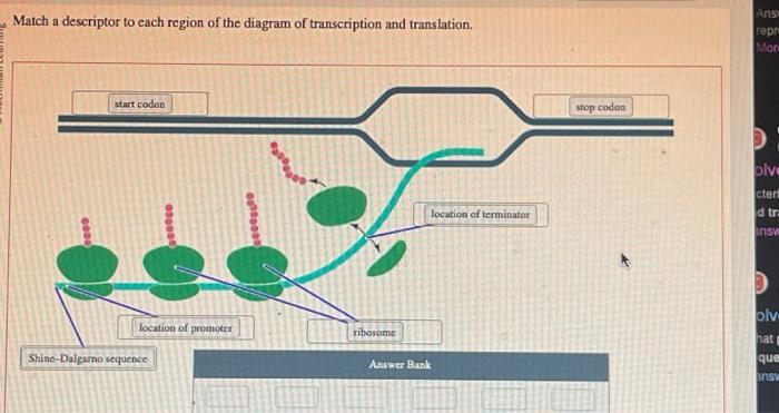 Solved Match a descriptor to each region of the diagram of | Chegg.com