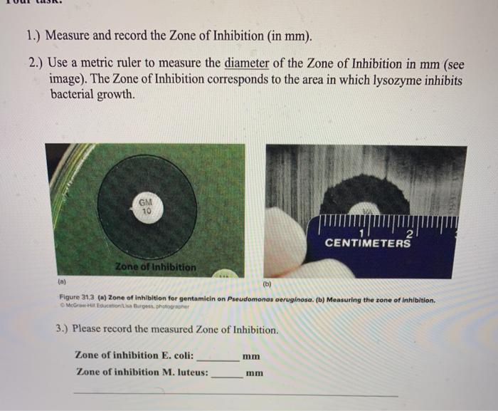 Solved 1.) Measure and record the Zone of Inhibition (in | Chegg.com