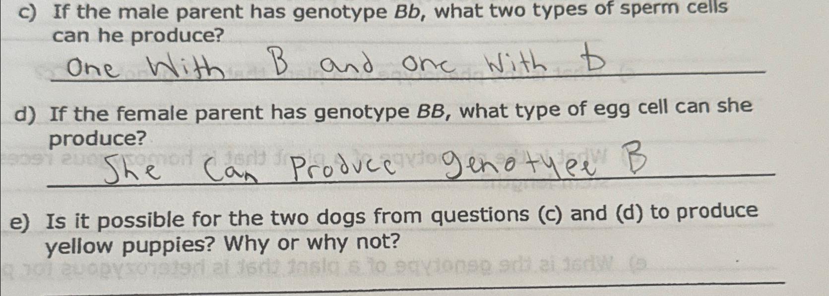 Solved c) ﻿If the male parent has genotype Bb, ﻿what two | Chegg.com