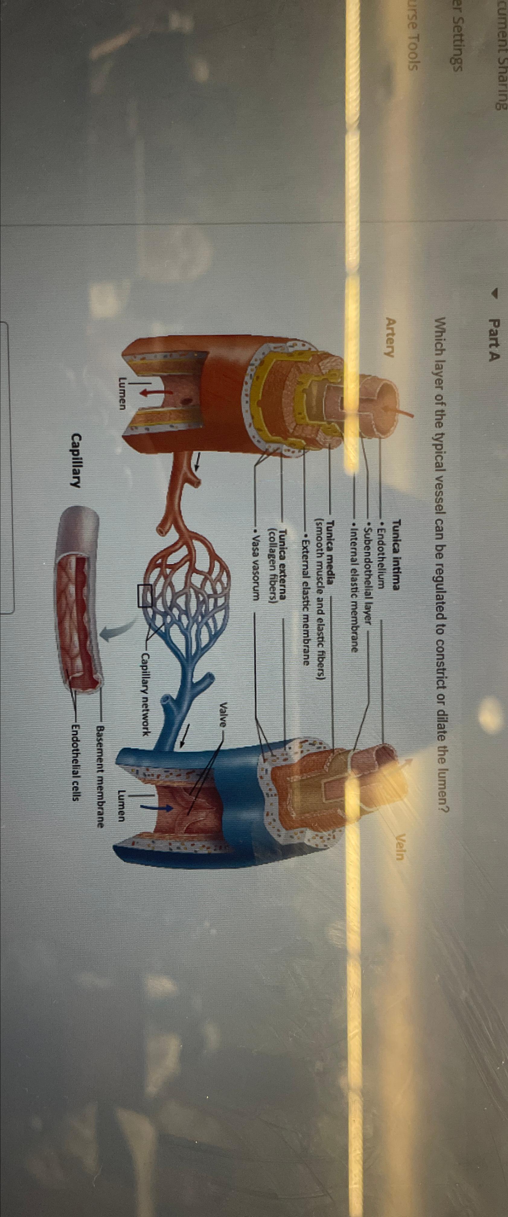 Solved Part AWhich layer of the typical vessel can be | Chegg.com