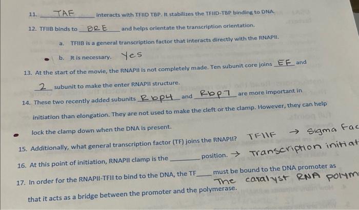Solved 11. TAF interacts with TFID TBP. It stabilizes the | Chegg.com