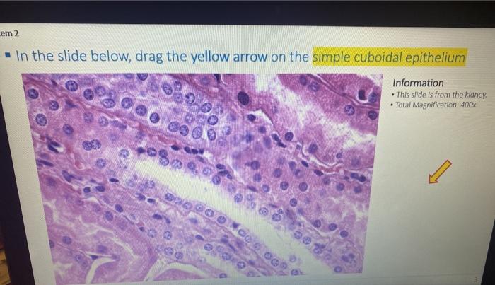 Simple Cuboidal Epithelium Slide 400x