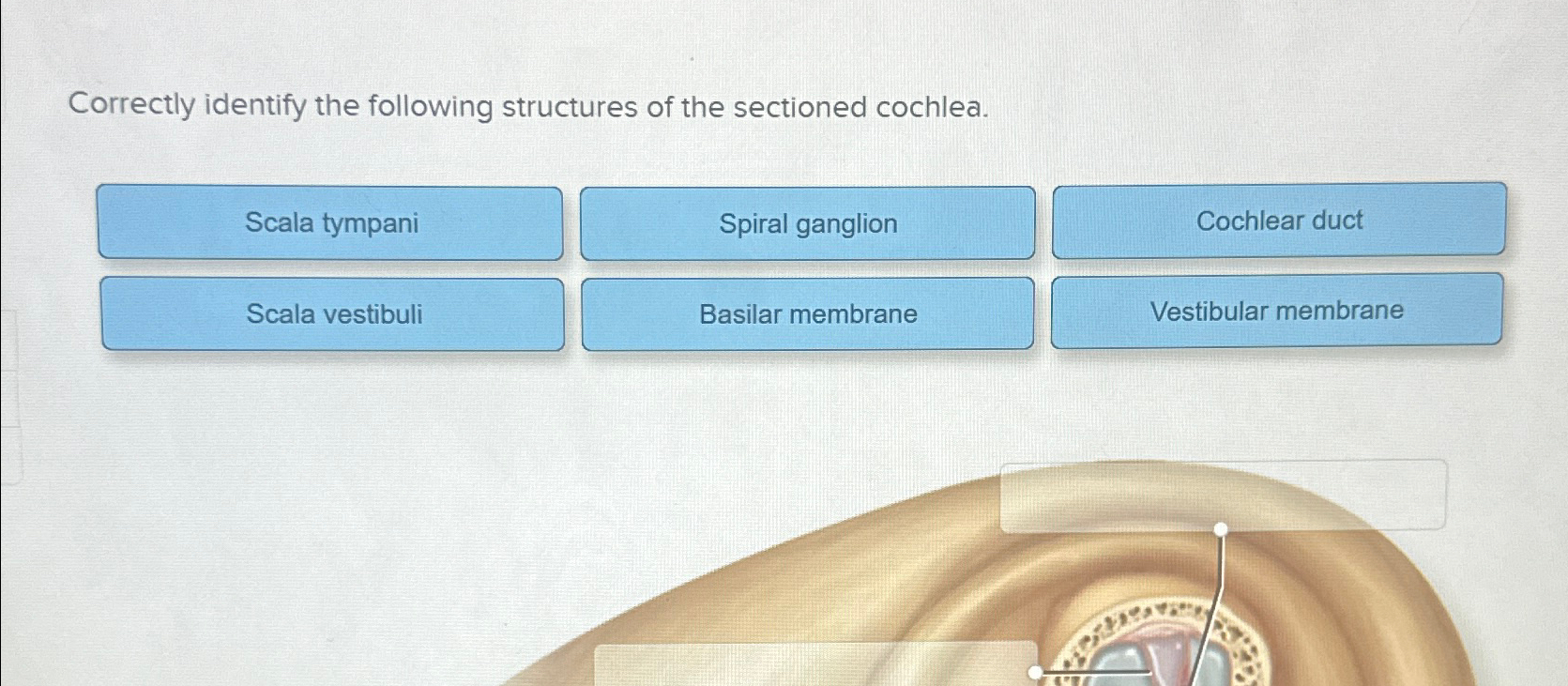 Solved Correctly identify the following structures of the | Chegg.com