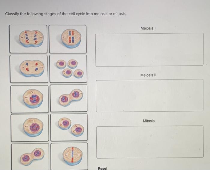 Solved Classify the following stages of the cell cycle into | Chegg.com