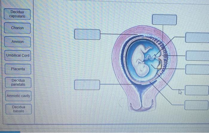 Solved Decidua capsularis Chorion Amnion Umbilical Cord | Chegg.com