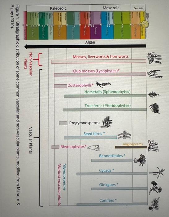 Solved Which groups of plants originated in the Late | Chegg.com