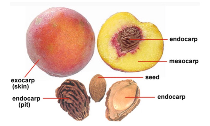 Solved Below is the image of the dichotomous key that you | Chegg.com