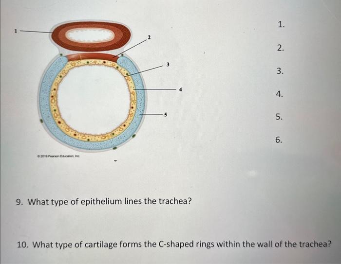 Solved 9. What type of epithelium lines the trachea? 10. | Chegg.com