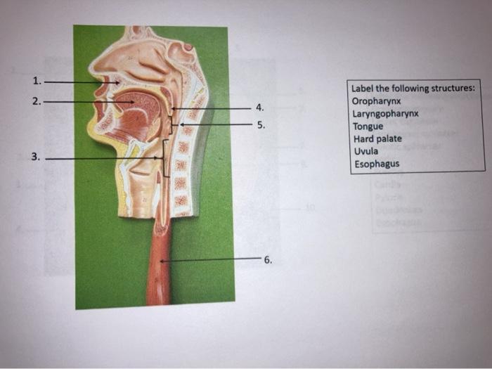 Solved Label the following structures: Parotid gland Parotid | Chegg.com