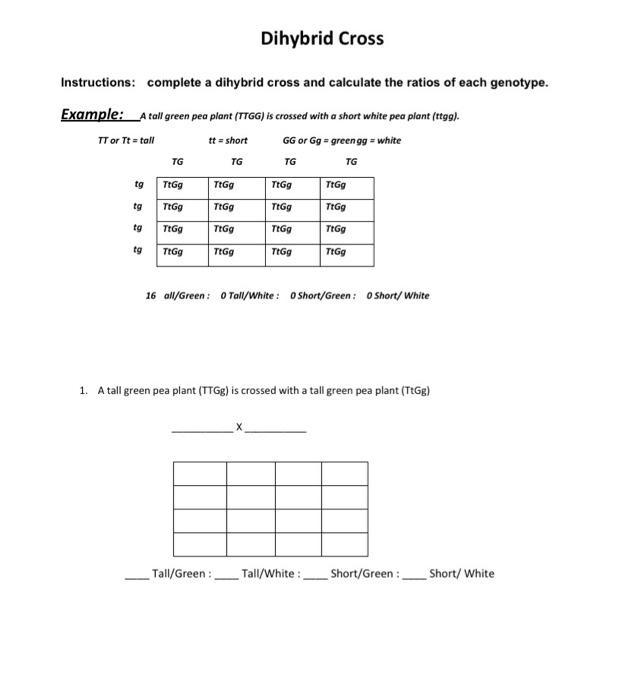 Solved Instructions: complete a dihybrid cross and calculate | Chegg.com