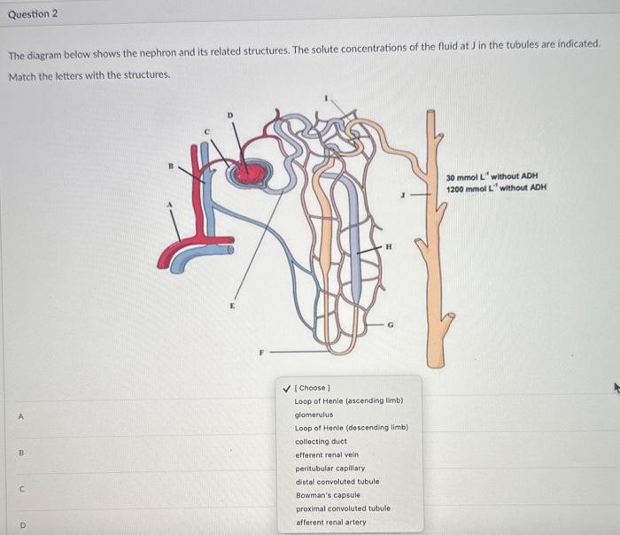 Solved The diagram below shows the nephron and its related | Chegg.com