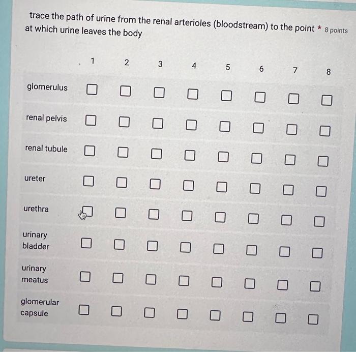 Solved trace the path of urine from the renal arterioles | Chegg.com
